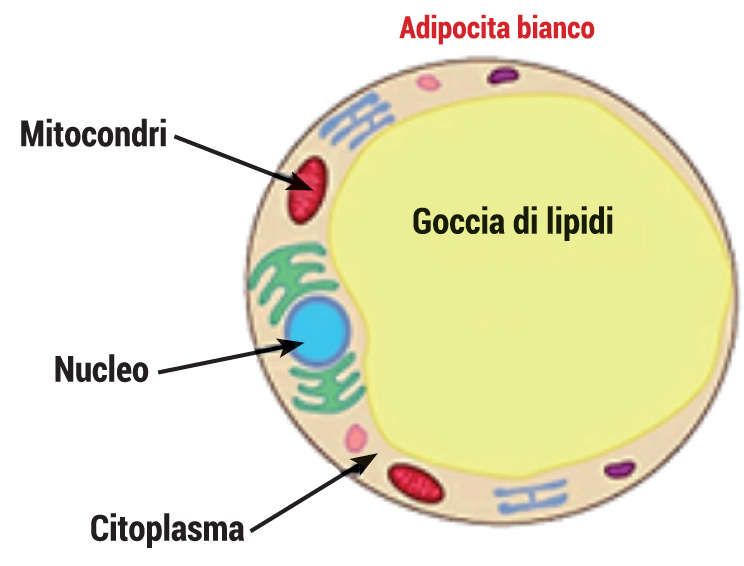 Adipociti cosa sono, quando si formano come funzionano e si eliminano