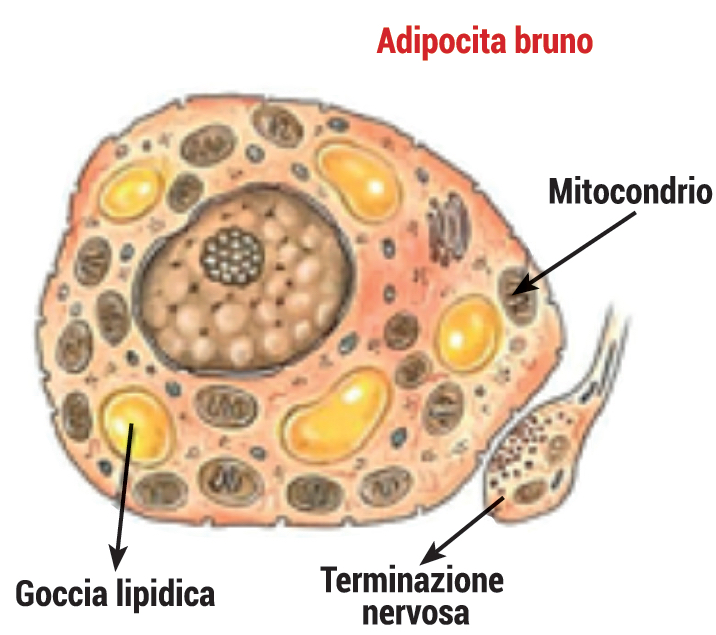 Adipociti cosa sono, quando si formano come funzionano e si eliminano